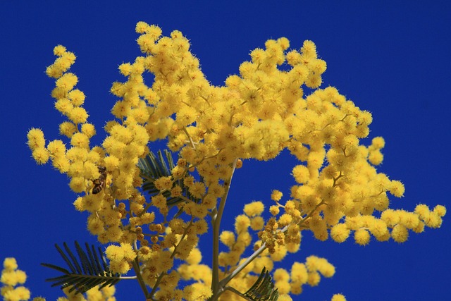 Fleurs De Mimosa Jaunes - Photo gratuite sur Pixabay - Pixabay