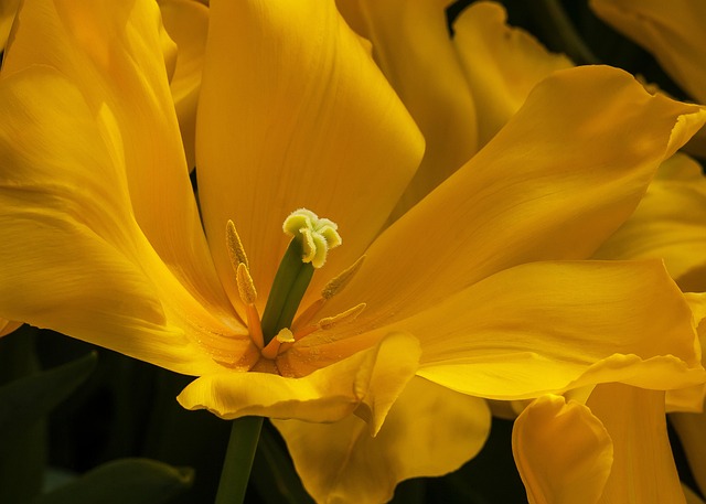 50,000+ Free Tulip Wallpaper & Nature Images - Pixabay