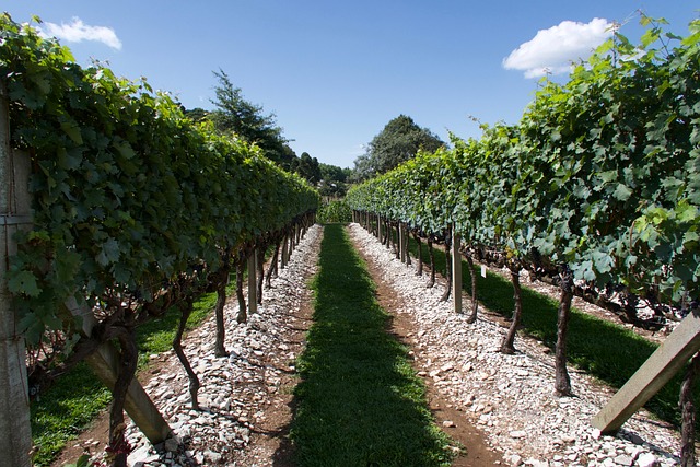 Les Vignes Raisins Vignoble - Photo gratuite sur Pixabay - Pixabay