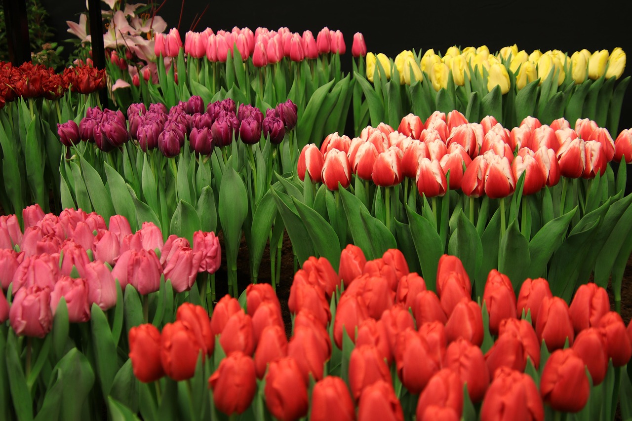 Bing Wallpaper Spring Tulip Red Tulips Desktop Wallpapers