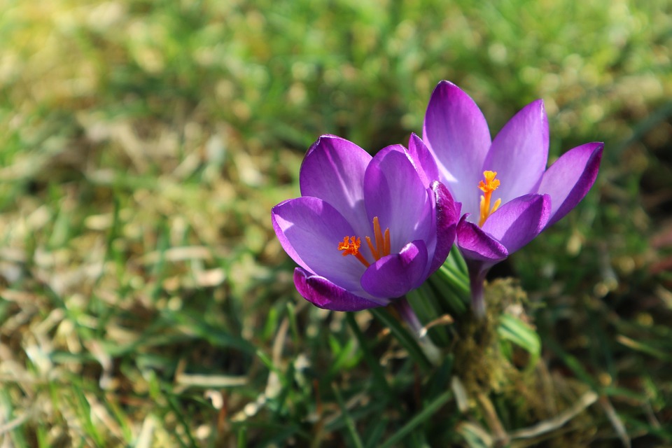 Crocuses Violet Spring Awakening - Free photo on Pixabay - Pixabay