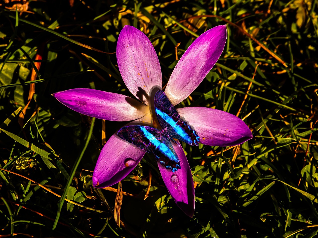 Papillon La Nature Aile - Photo gratuite sur Pixabay - Pixabay