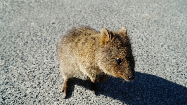 50,000+ Free Quokka Animal & Quokka Images - Pixabay