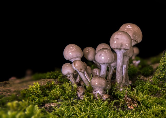 Cogumelo Floresta Natureza - Foto gratuita no Pixabay - Pixabay