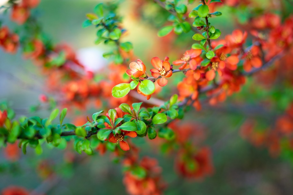 Red Green Plant Coloured - Free photo on Pixabay