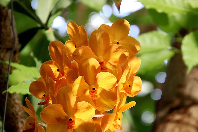 Anggrek Warna Kuning Tanaman - Foto gratis di Pixabay - Pixabay