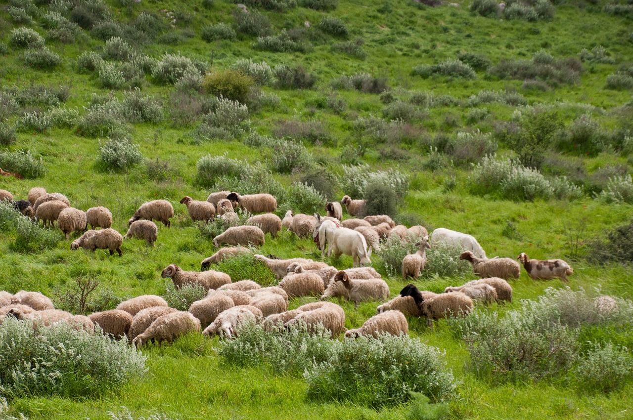 Sheeps Biblical Places - Free photo on Pixabay - Pixabay