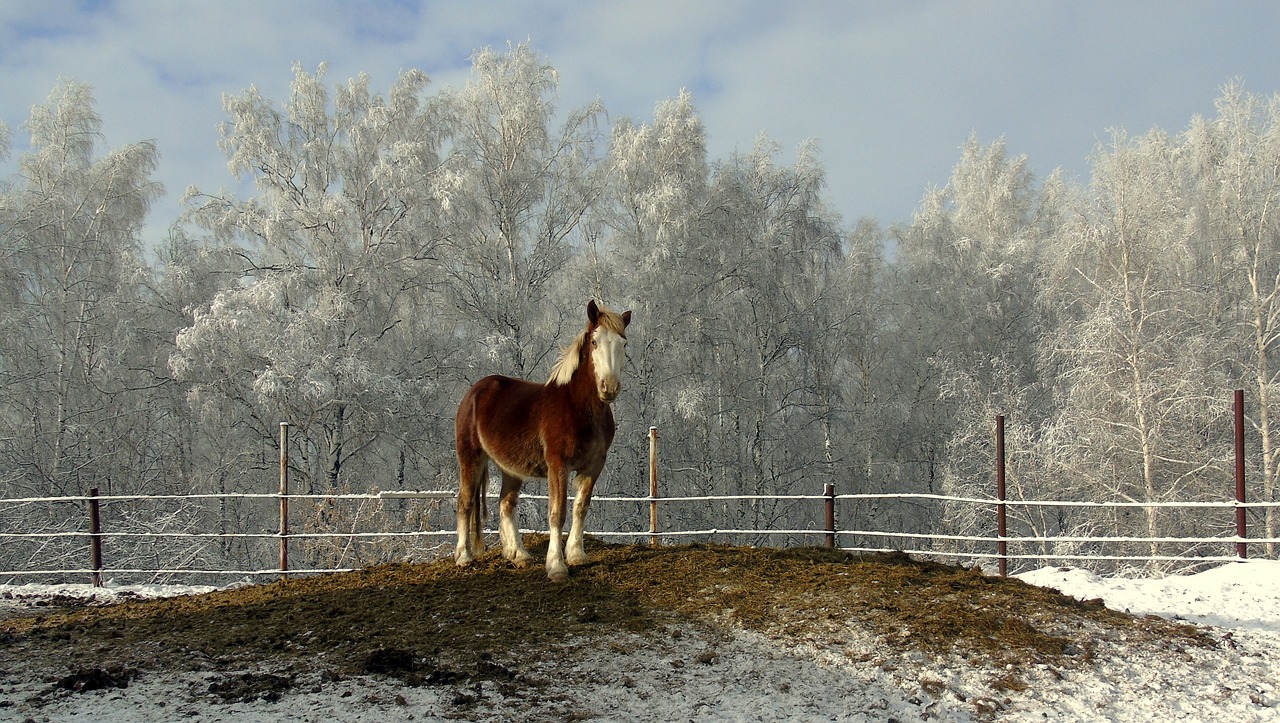 Horse Frost Winter - Free photo on Pixabay