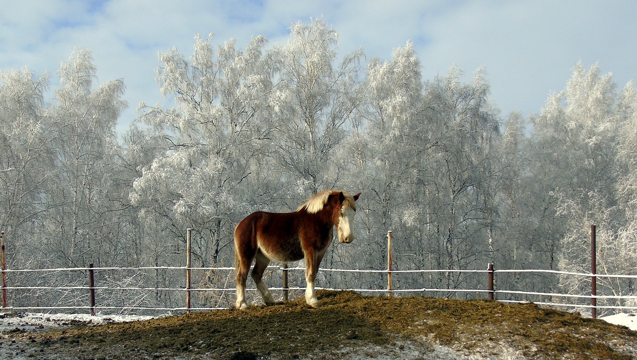 Horse Frost Winter - Free photo on Pixabay - Pixabay