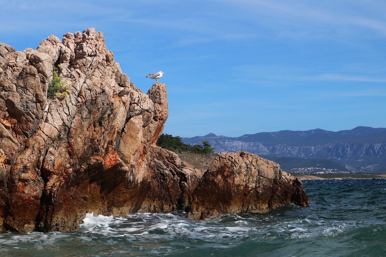Sea Gull Waves - Free photo on Pixabay