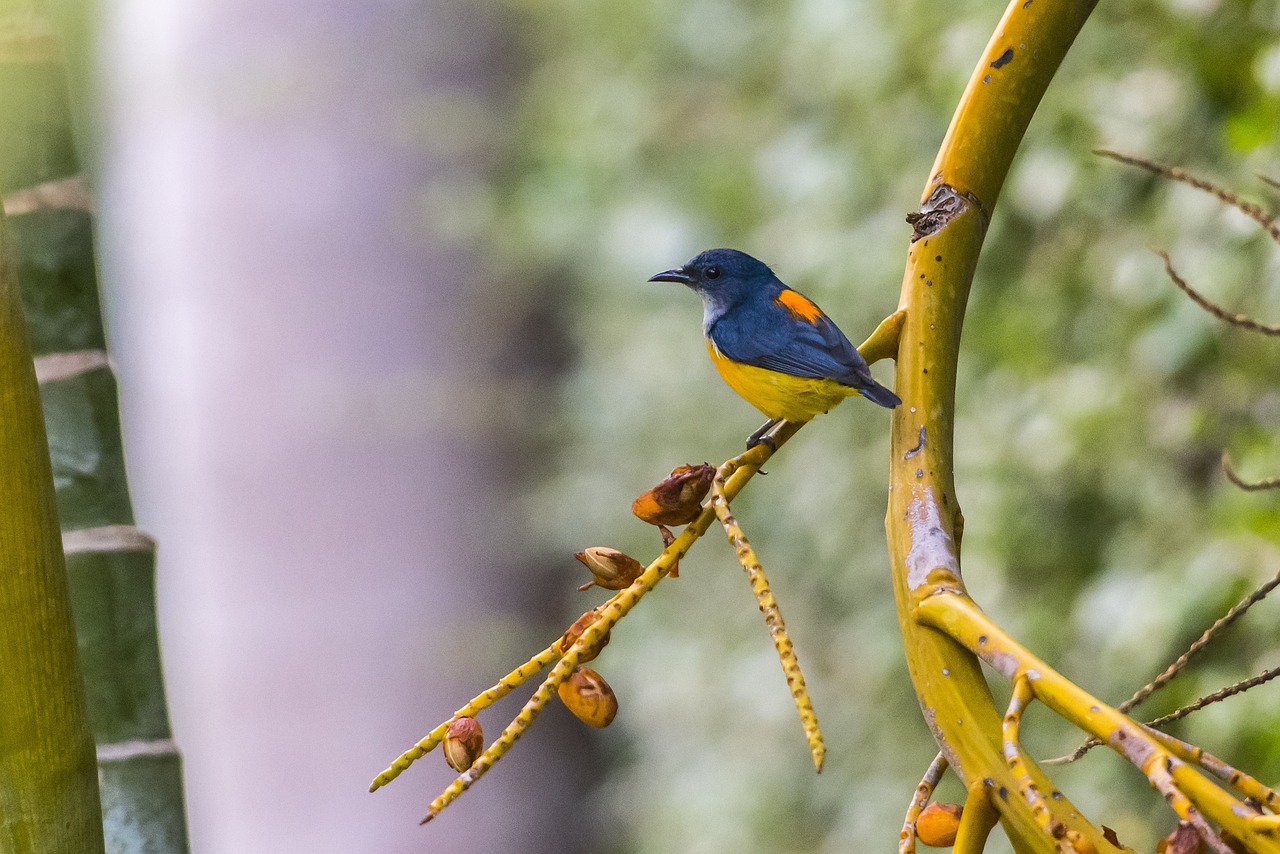 橙色的腹Flowerpecker Dicaeum - Pixabay上的免费照片 - Pixabay