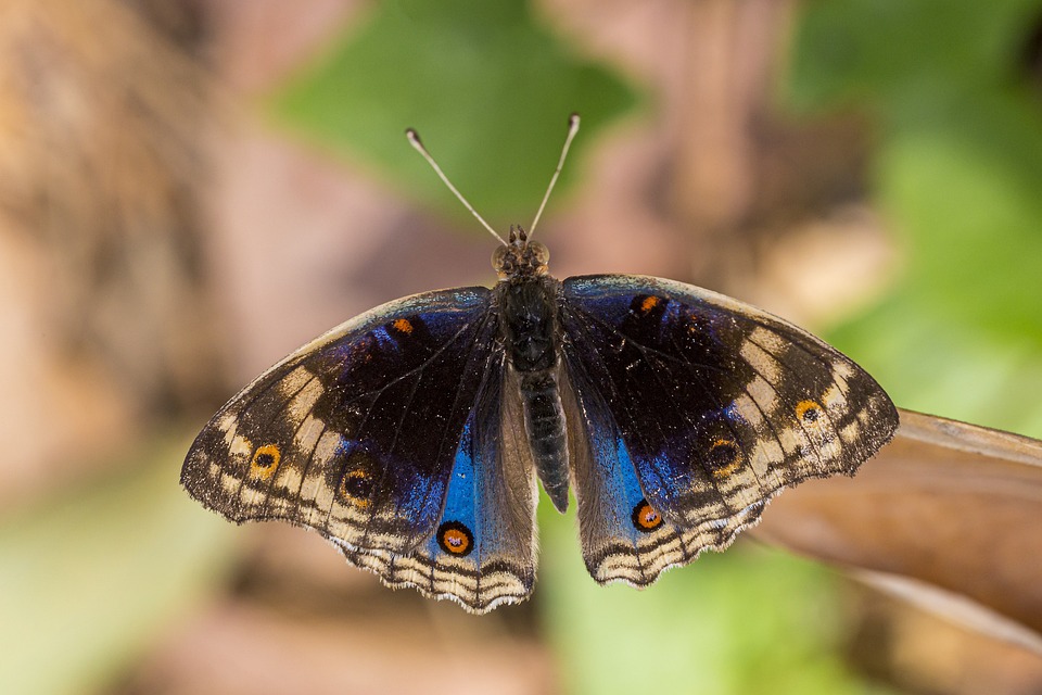 Butterfly Asia Thailand Nature - Free photo on Pixabay