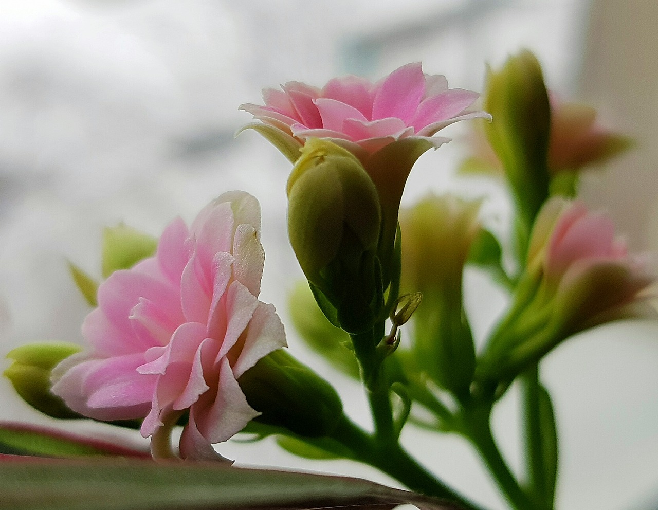 Season Spring N - Free photo on Pixabay - Pixabay