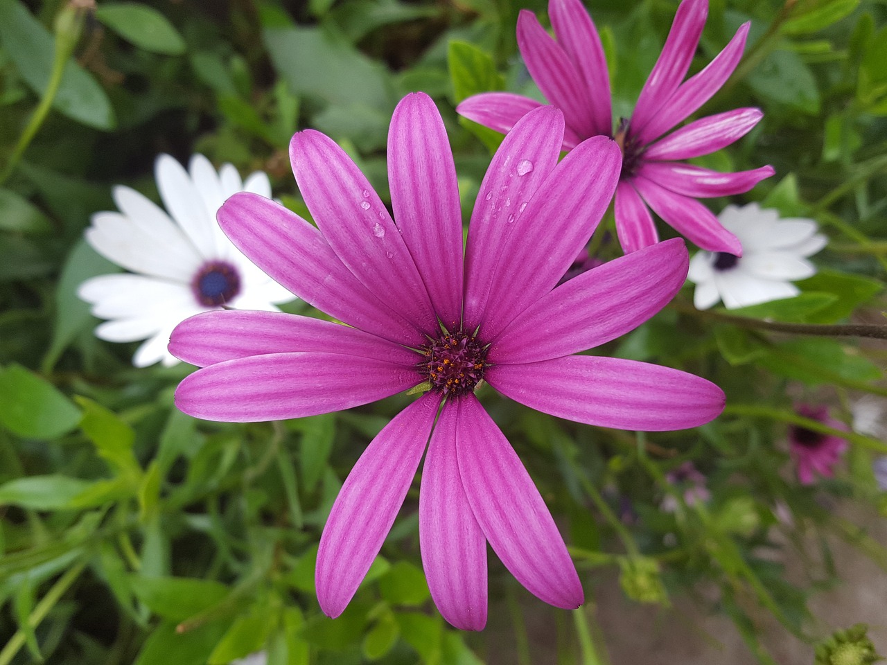 Daisy Lilac Rose - Free photo on Pixabay - Pixabay