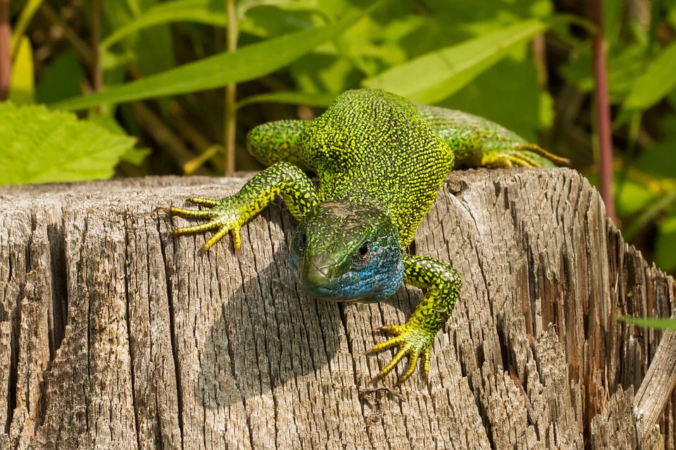 Emerald Lizard Nature Animal - Free photo on Pixabay - Pixabay