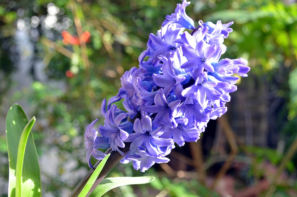 Hyacinth Flower Plant - Free photo on Pixabay - Pixabay