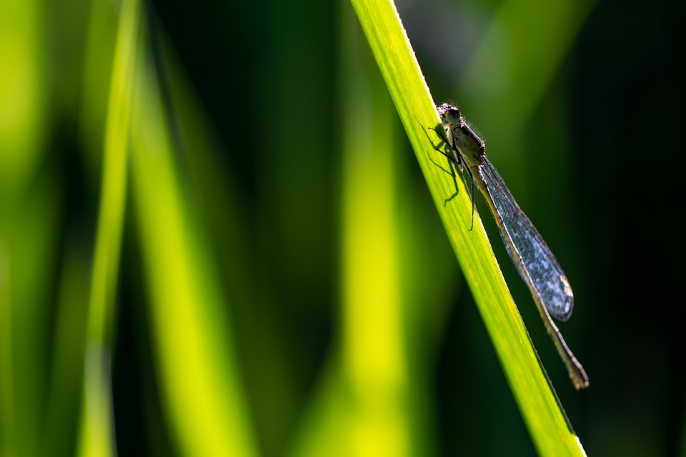Libelle Natur Insekt - Kostenloses Foto auf Pixabay