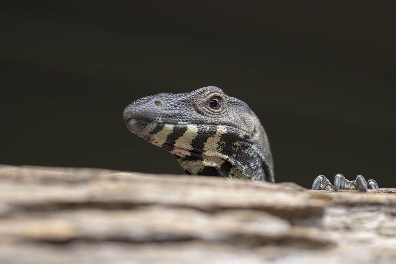 200+ Free Monitor Lizard & Lizard Images - Pixabay