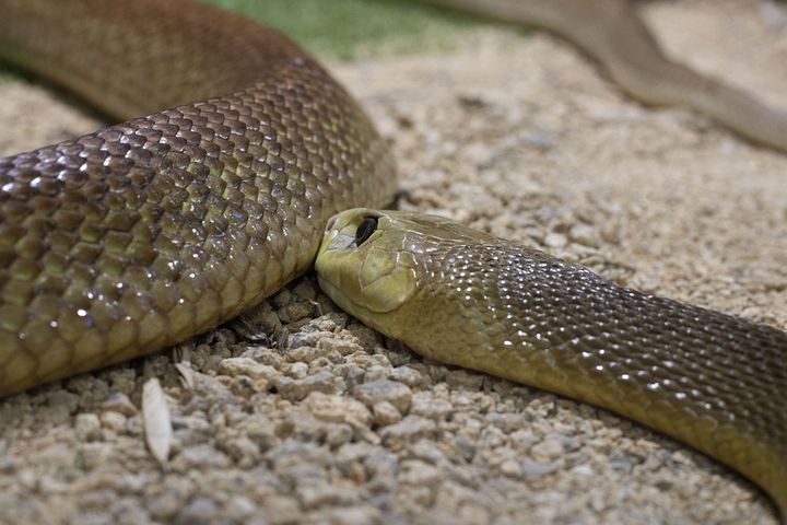 6+ Free Taipan Snake & Inland Taipan Photos - Pixabay