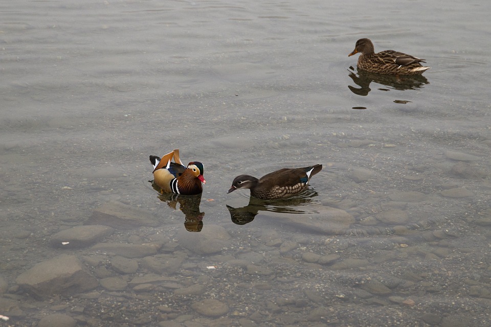Duck Water Animal - Free photo on Pixabay - Pixabay