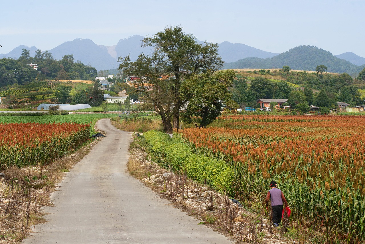 African Millet Field Farm Country - Free photo on Pixabay