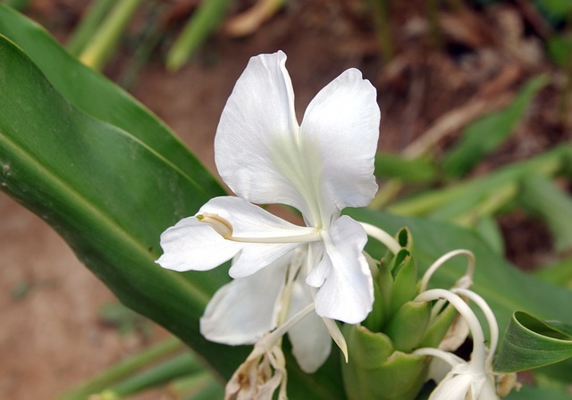 Fleur-Papillon Hedychium - Photo gratuite sur Pixabay - Pixabay