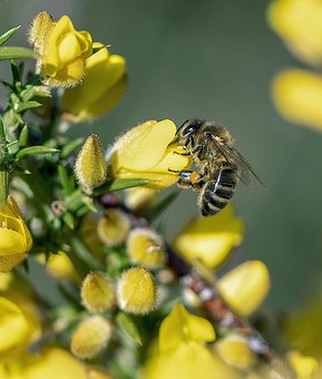 50+ Free Drone Bee & Bee Images