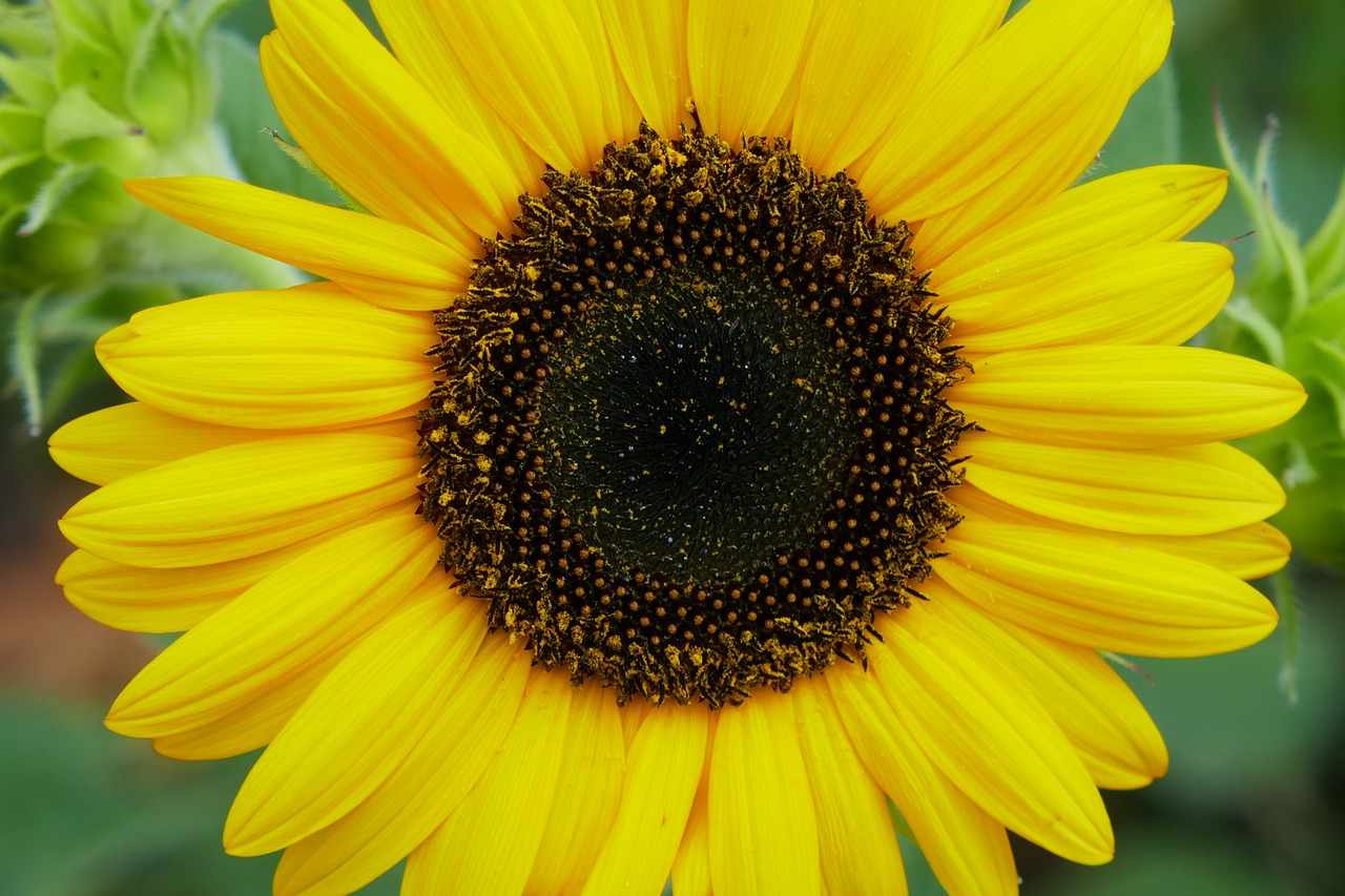 Bunga Matahari Kuning Lebah Musim - Foto gratis di Pixabay - Pixabay