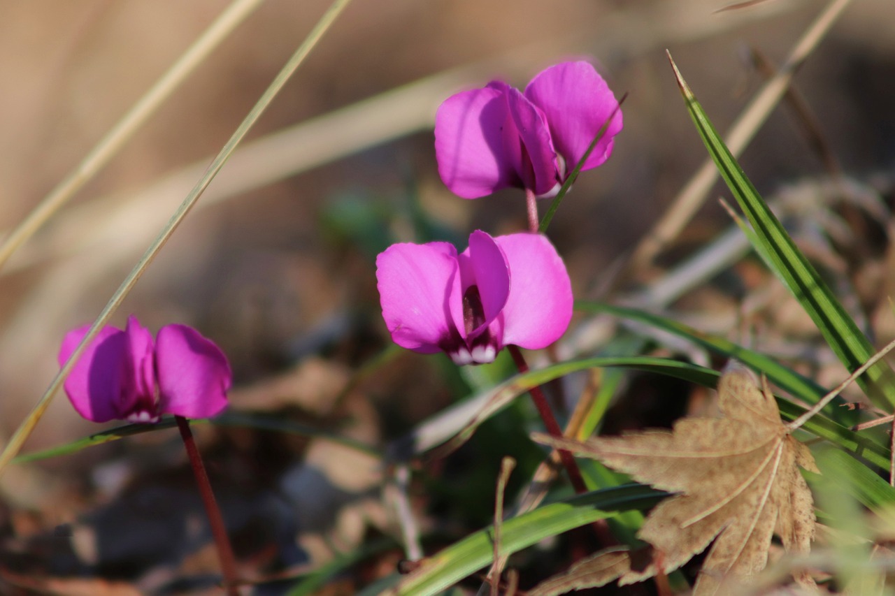 300+ Free Cyclamen & Nature Images - Pixabay