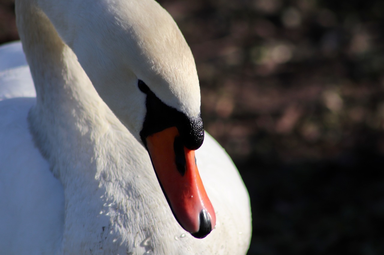 Swan Mute Water Bird - Free photo on Pixabay - Pixabay