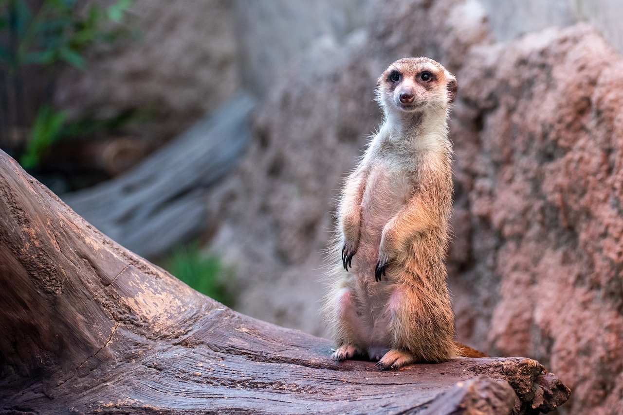 Meerkat Animal Zoo - Free photo on Pixabay - Pixabay