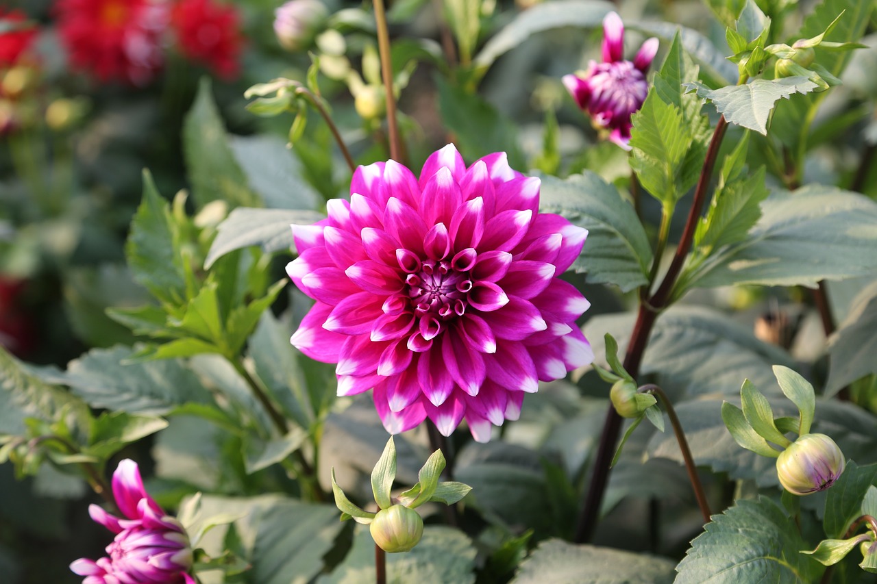 Purple Red Flower - Free photo on Pixabay