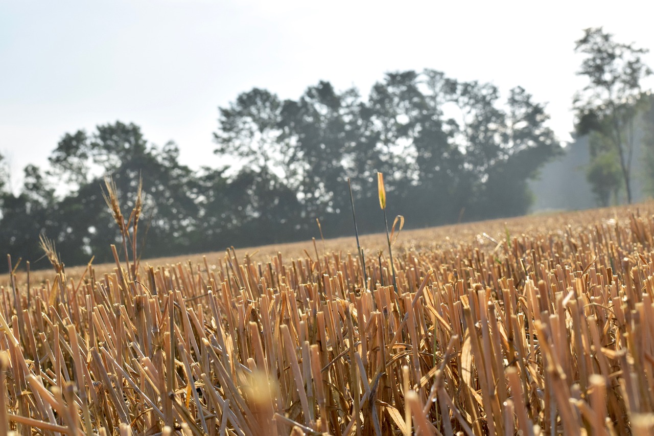 Jagung Lanskap Alam Tanah - Foto gratis di Pixabay - Pixabay