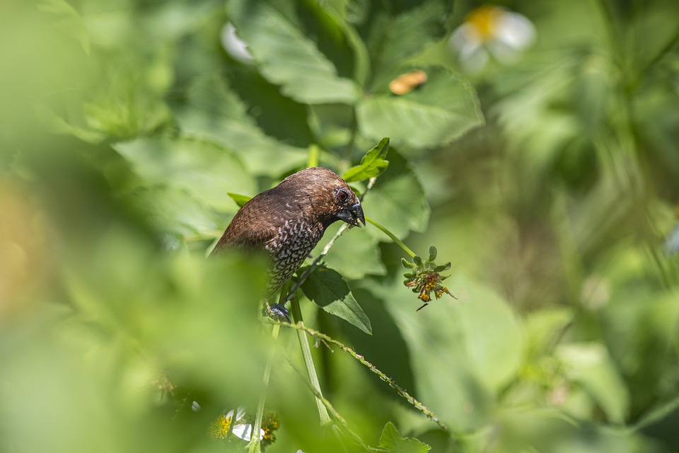 Scaly-Breasted Munia Lonchura - Free photo on Pixabay - Pixabay