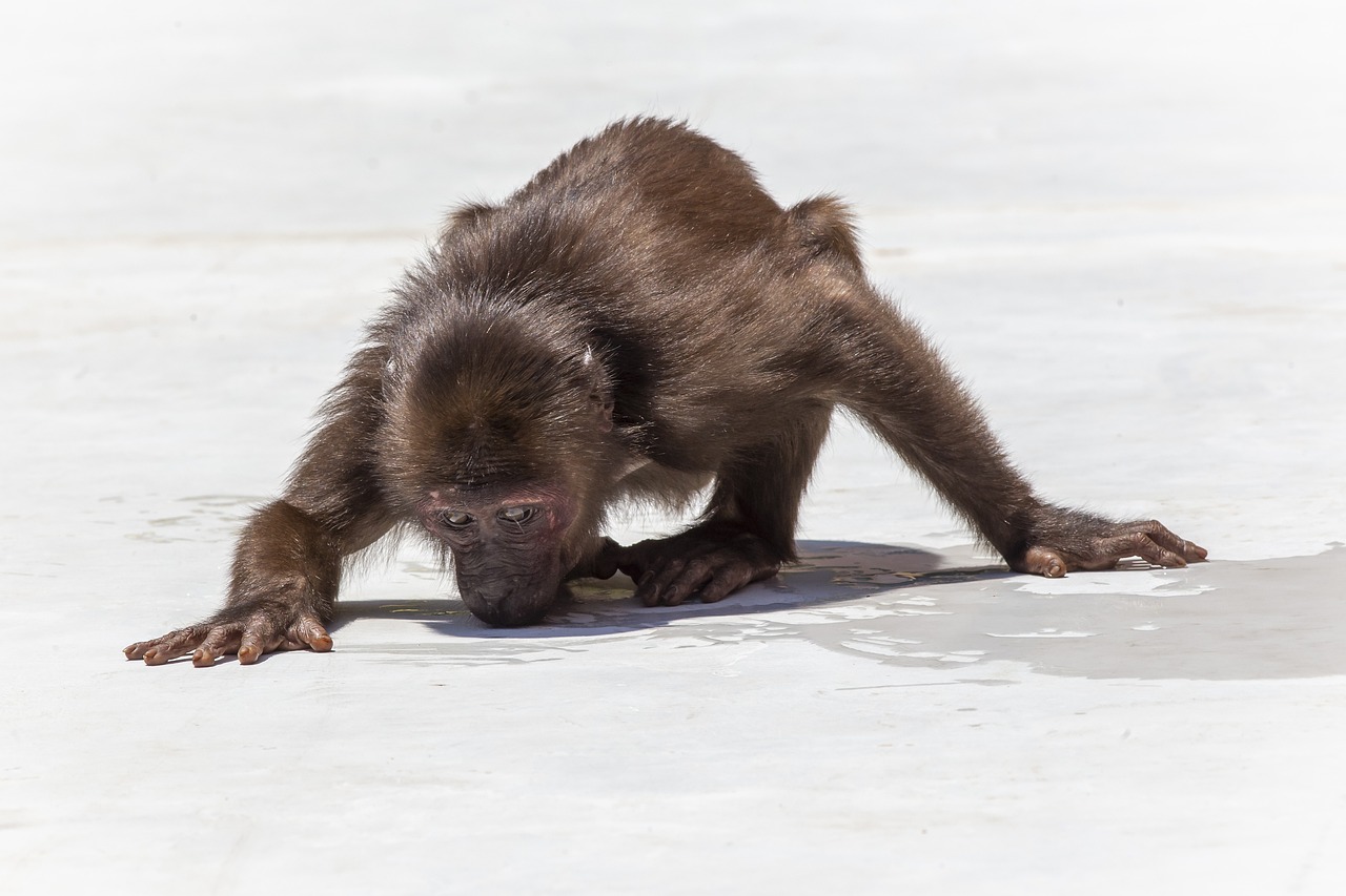 Stump-Tailed Macaque Macaca - Free photo on Pixabay - Pixabay