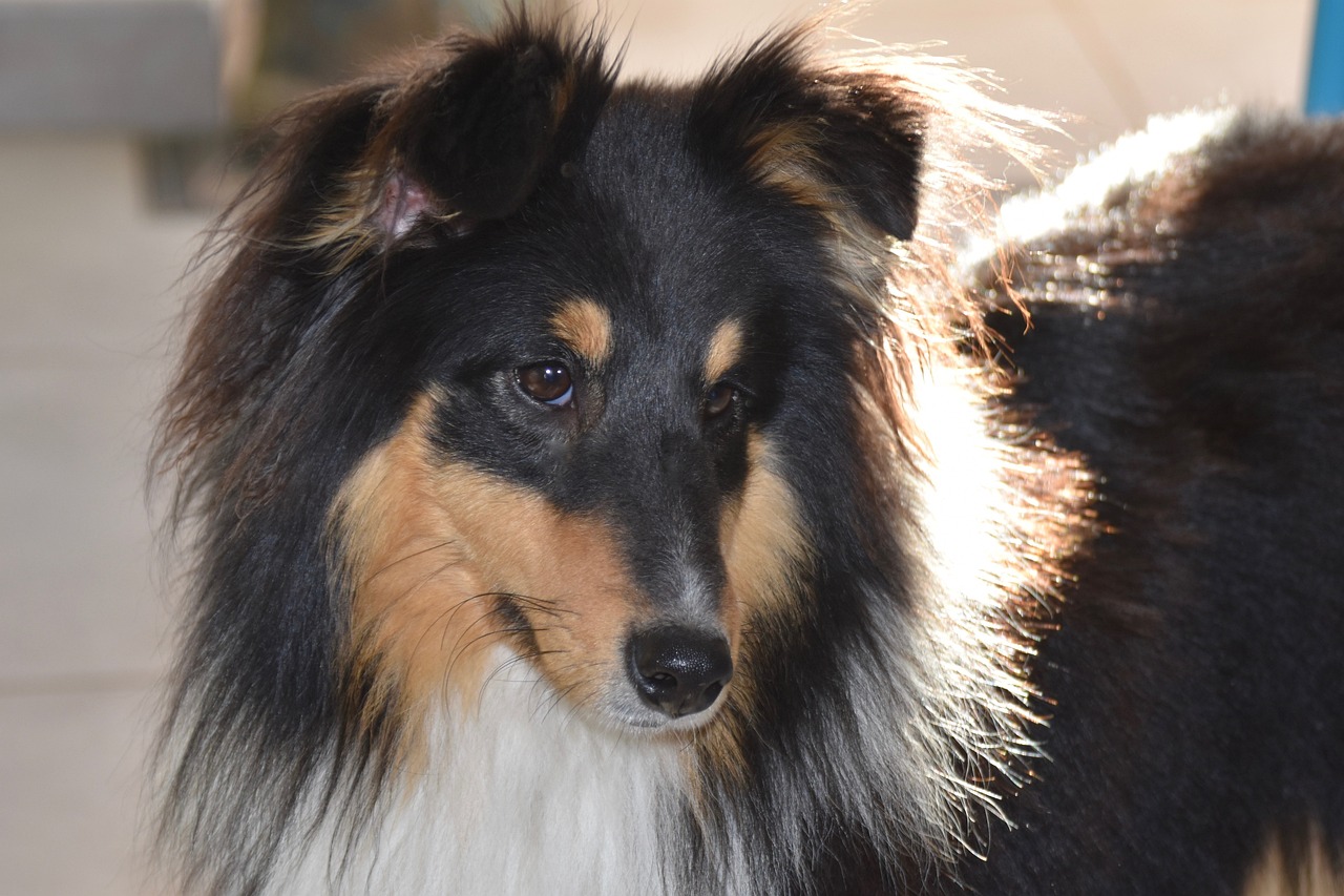 Dog Shetland Sheepdog Portrait - Free photo on Pixabay - Pixabay