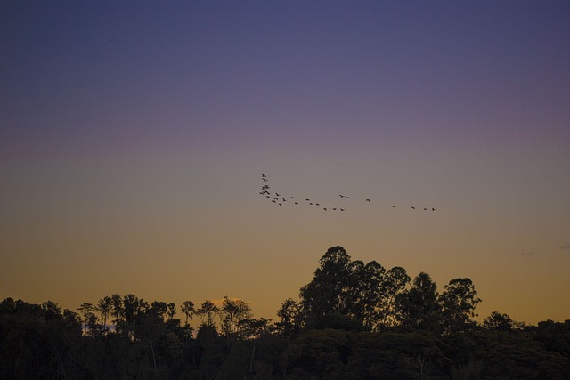 Aves Cielo Árboles - Foto gratis en Pixabay - Pixabay