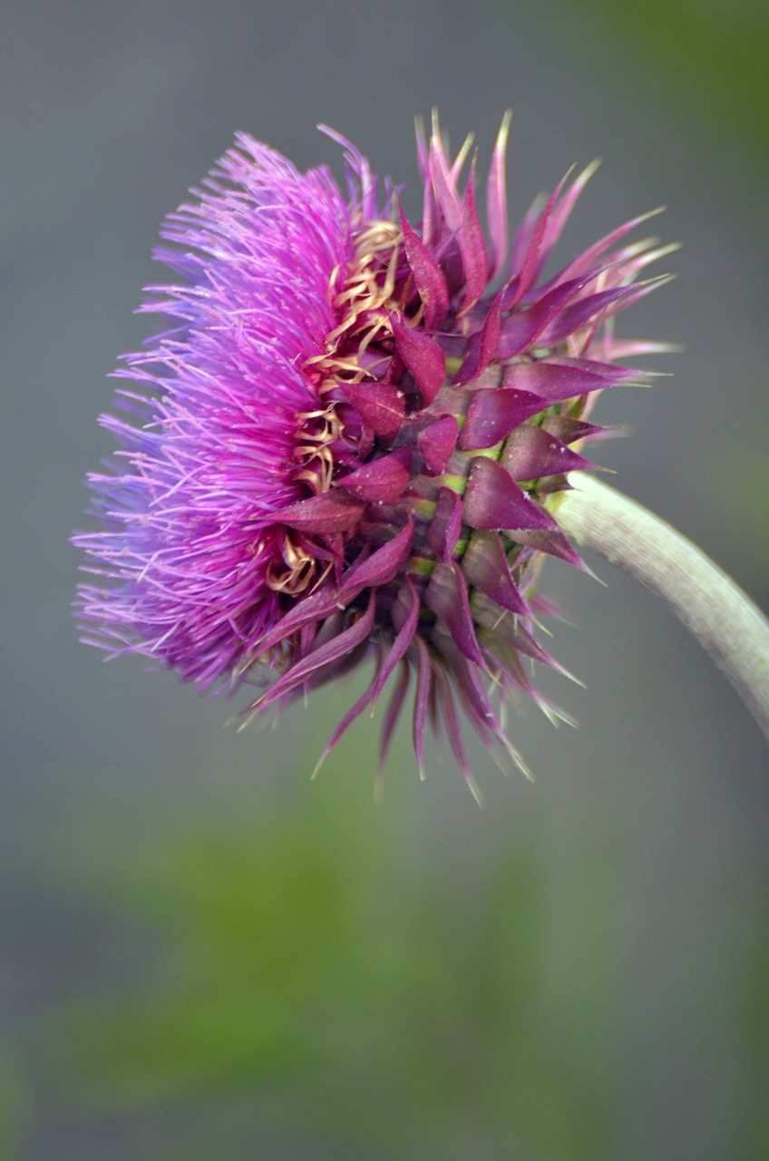 Fleur De Chardon Mauvaises Herbes - Photo gratuite sur Pixabay - Pixabay