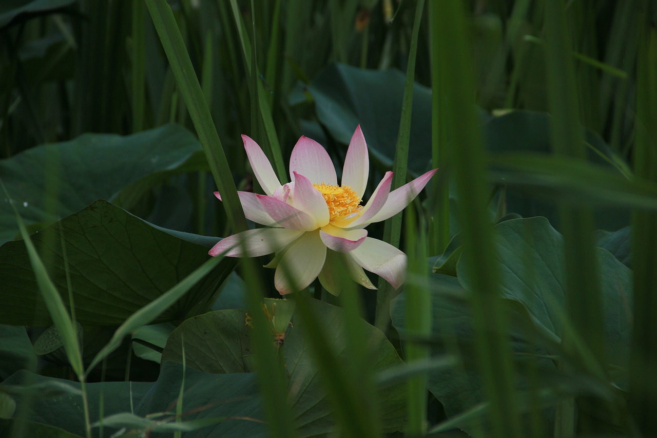 300,000+ Free Waterside Plants & Plant Images - Pixabay
