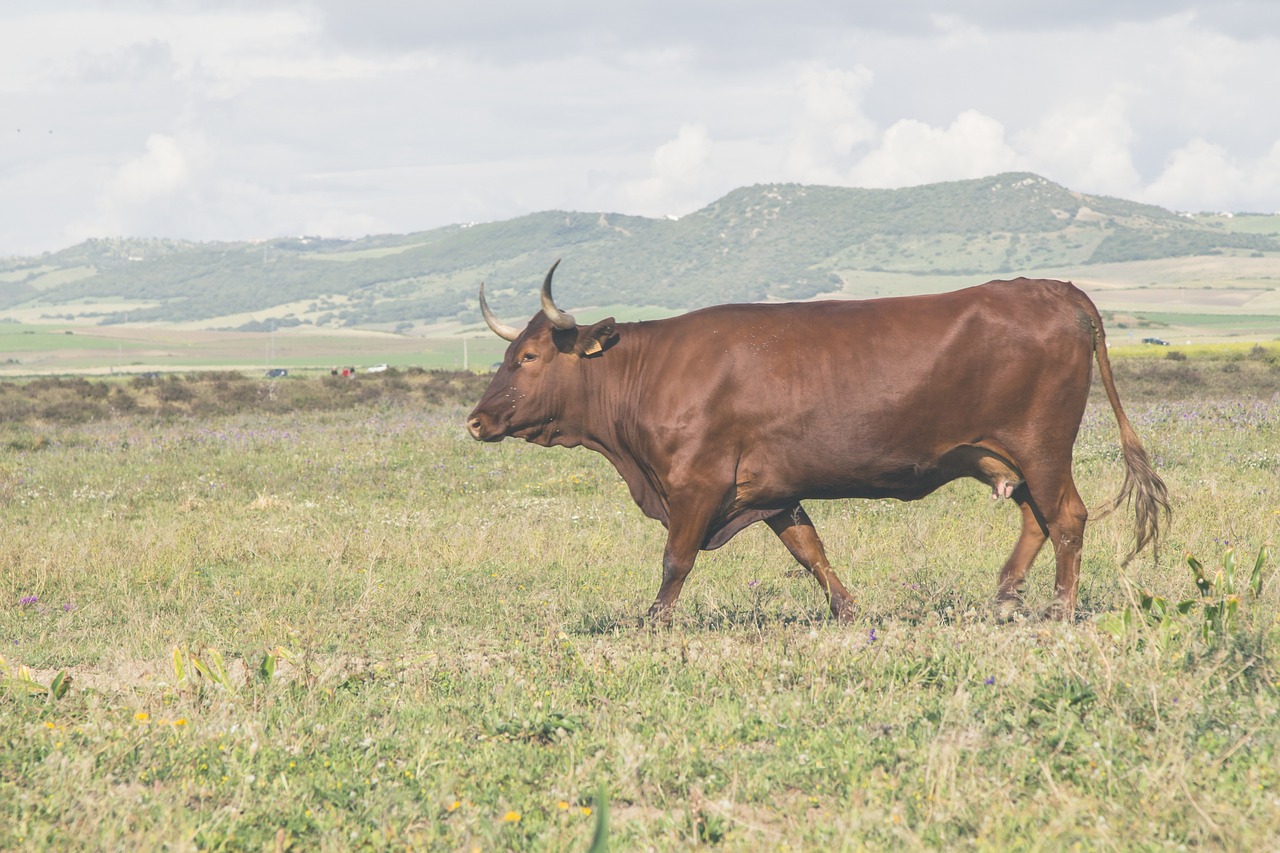 Toro España Ganado - Foto gratis en Pixabay