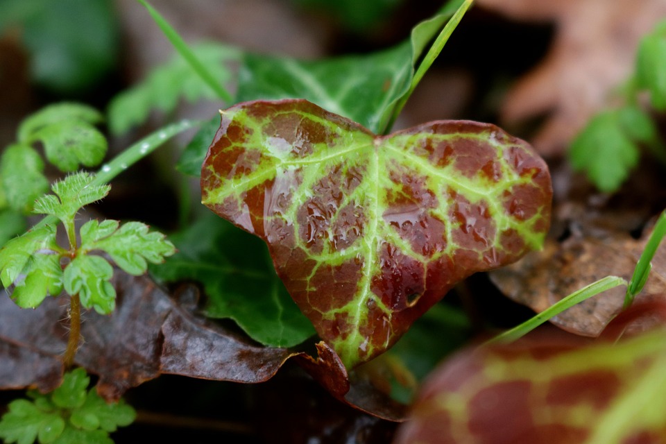 Efeu Variegated Ivy Grün - Kostenloses Foto auf Pixabay
