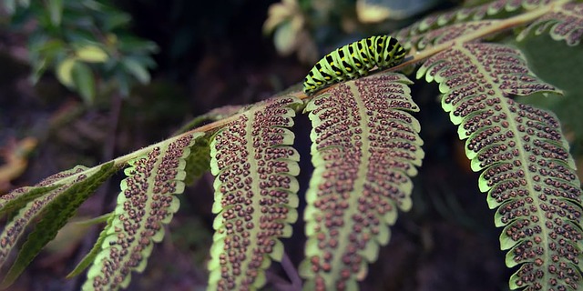 Chenille Nature Plantes - Photo gratuite sur Pixabay - Pixabay