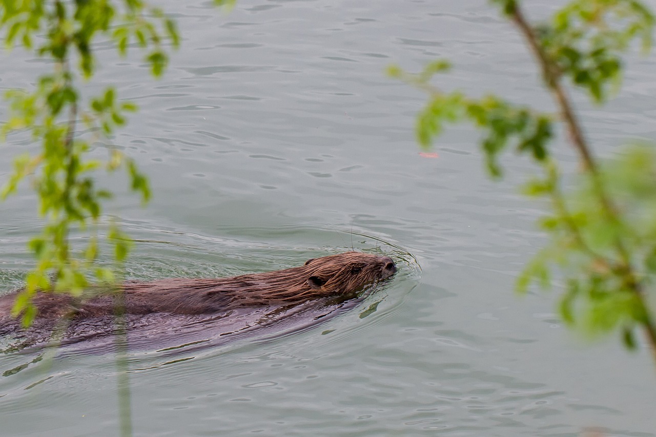 Beaver Nature Water - Free photo on Pixabay