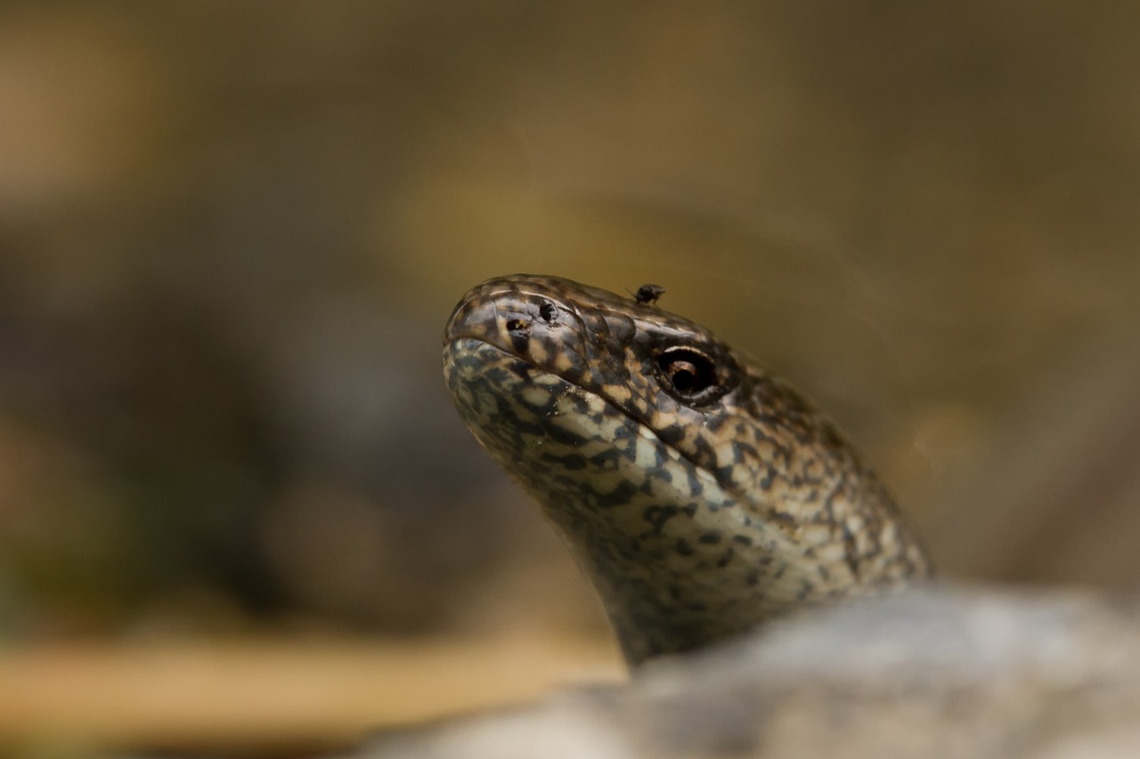 Blindworm Nature Reptile Close - Free photo on Pixabay