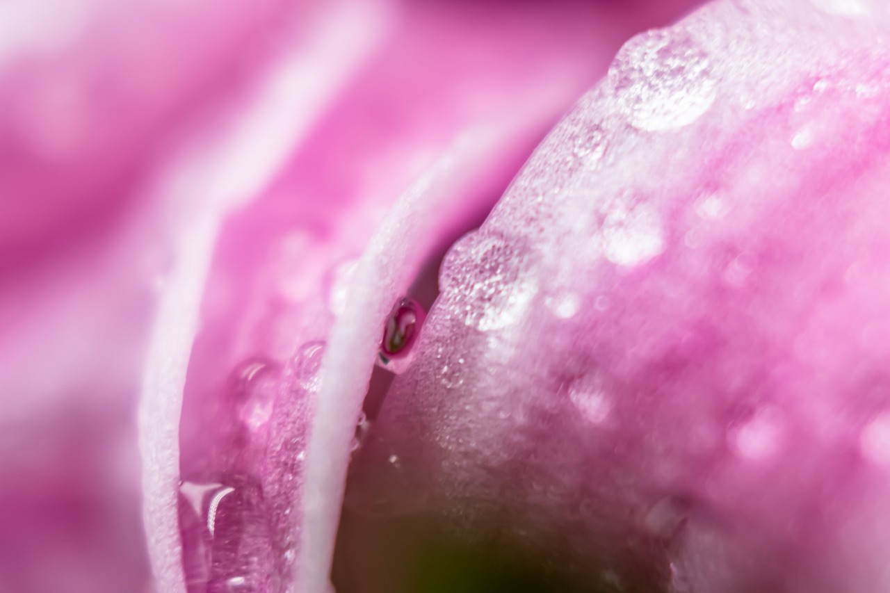 700+ Free Moisture & Nature Images - Pixabay