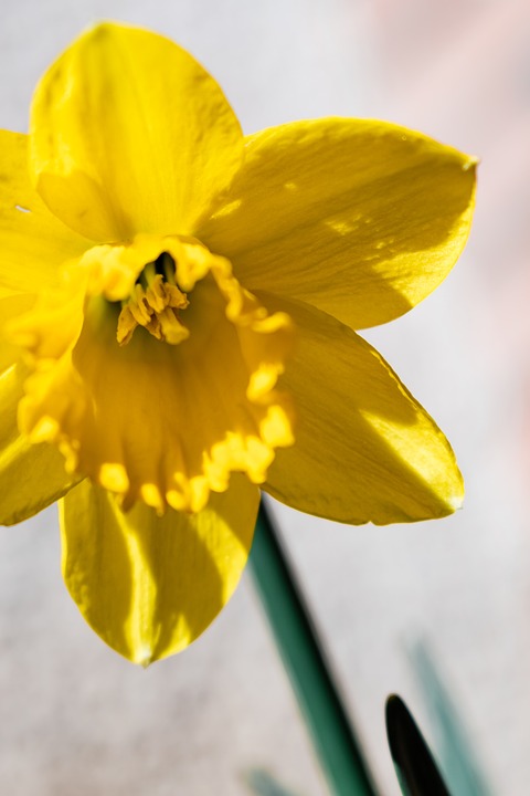 Narcissus Flower Ye - Free photo on Pixabay