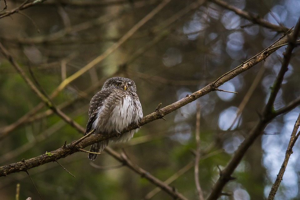 Glaucidium Passerinum Eurasian - Free photo on Pixabay