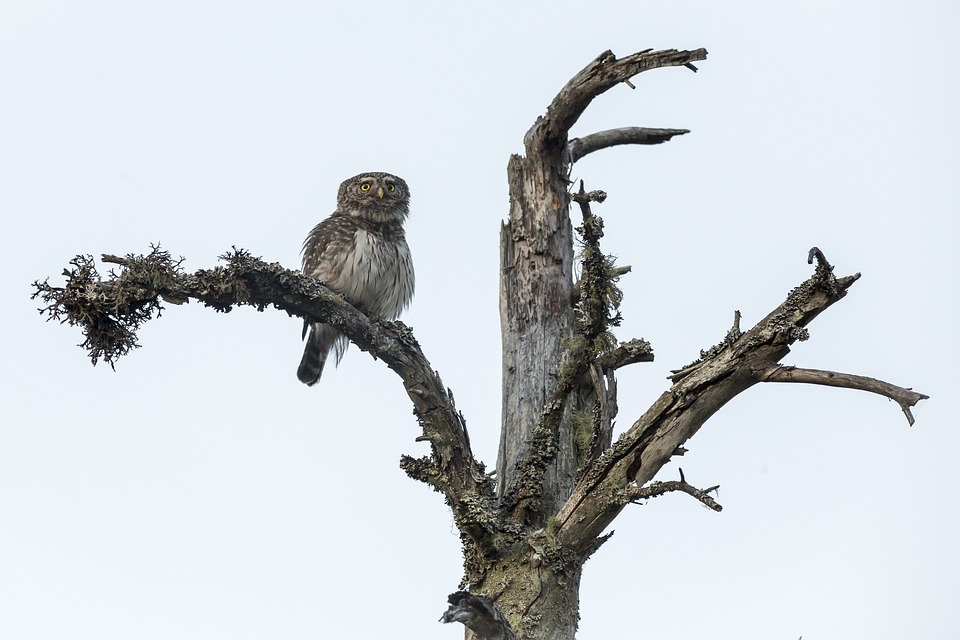 Glaucidium Passerinum Eurasian - Free photo on Pixabay