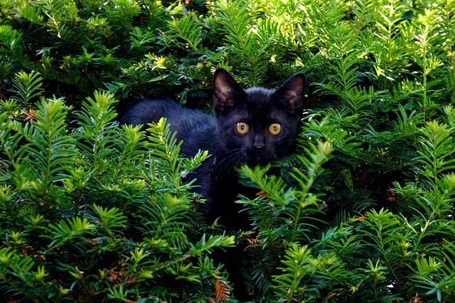 Felis Silvestris Catus Kat Katten - Gratis foto op Pixabay