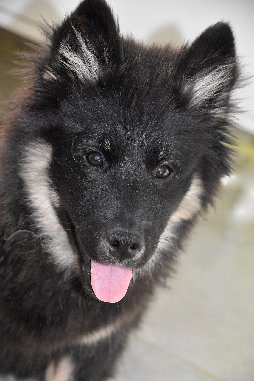 Dog Young Puppy - Free photo on Pixabay - Pixabay